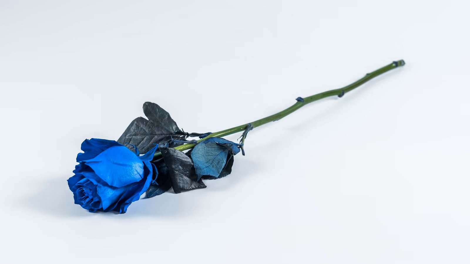 ROSES BLUE ECUADOR - Serras Flowers